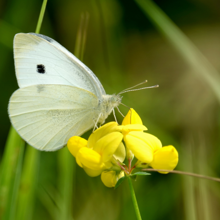 AHL1 Pollen and Nectar Flower Mix SFI Seed Mixtures – T Denne & Sons