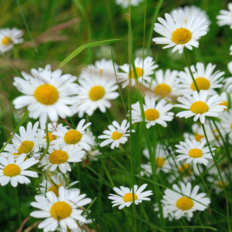 AHL1 Pollen and Nectar Flower Mix SFI Seed Mixtures – T Denne & Sons