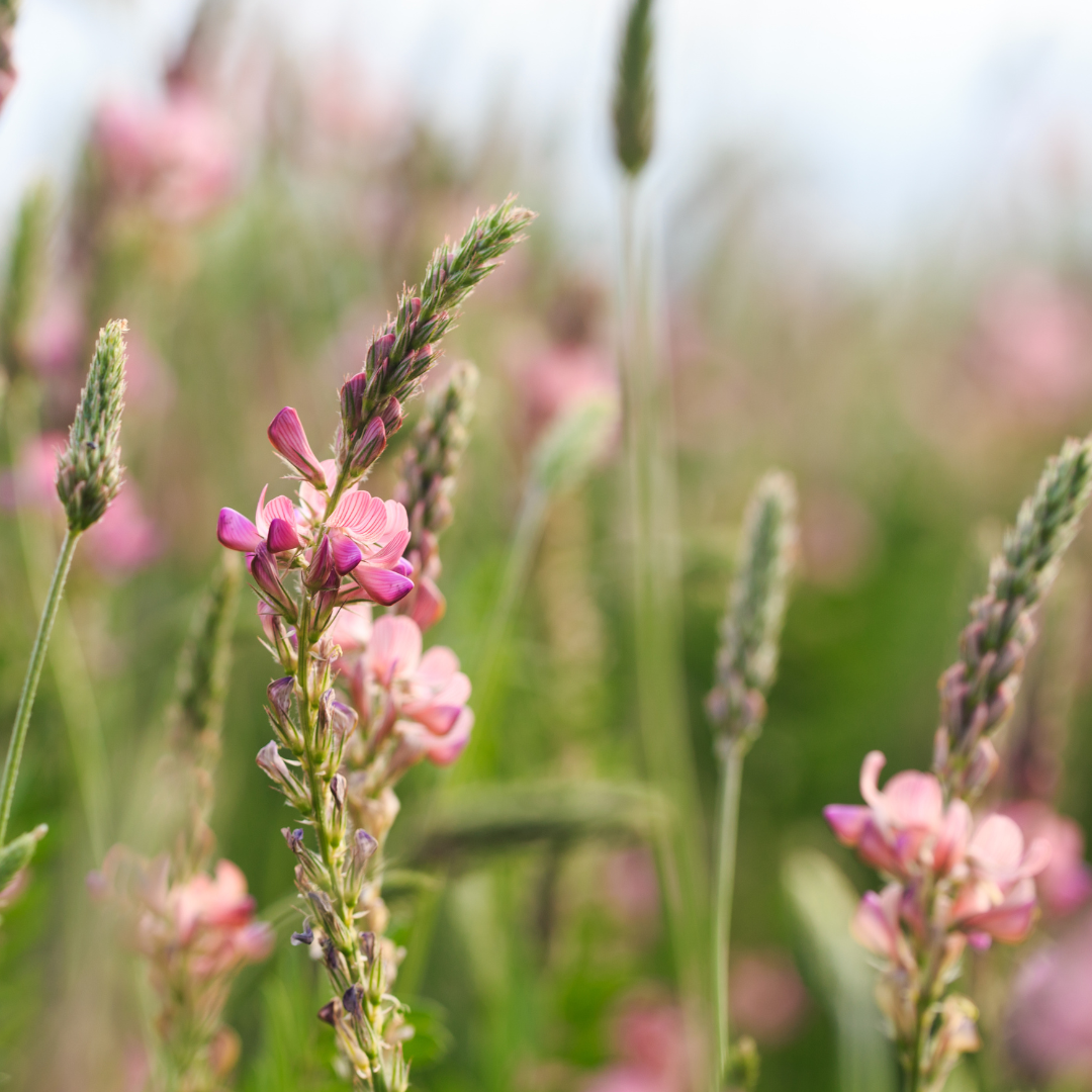 AHL1 Pollen and Nectar Flower Mix SFI Seed Mixtures – T Denne & Sons