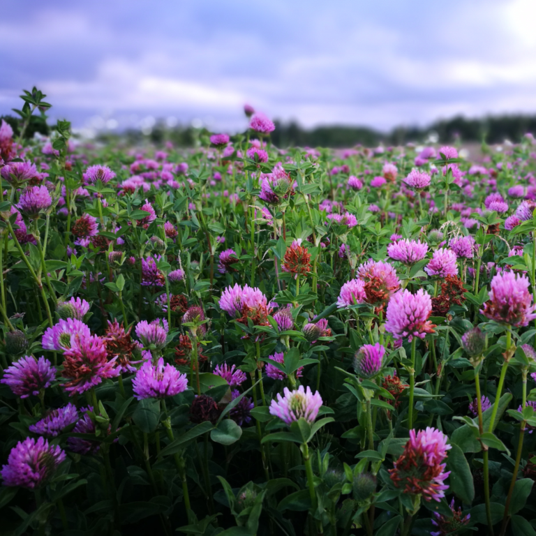 AHL1 Pollen and Nectar Flower Mix SFI Seed Mixtures – T Denne & Sons