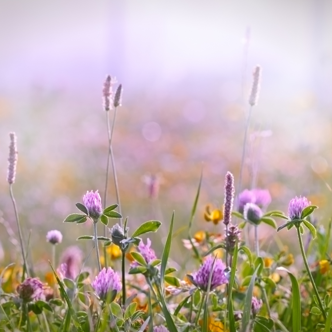 AHL1 Pollen and Nectar Flower Mix SFI Seed Mixtures – T Denne & Sons