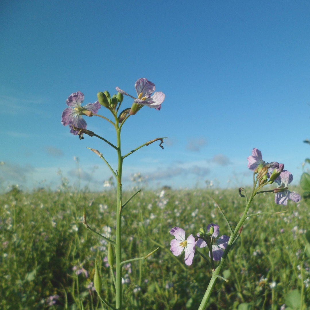 AHL2 Winter Bird Food on Arable and Horticultural Land SFI Seed ...