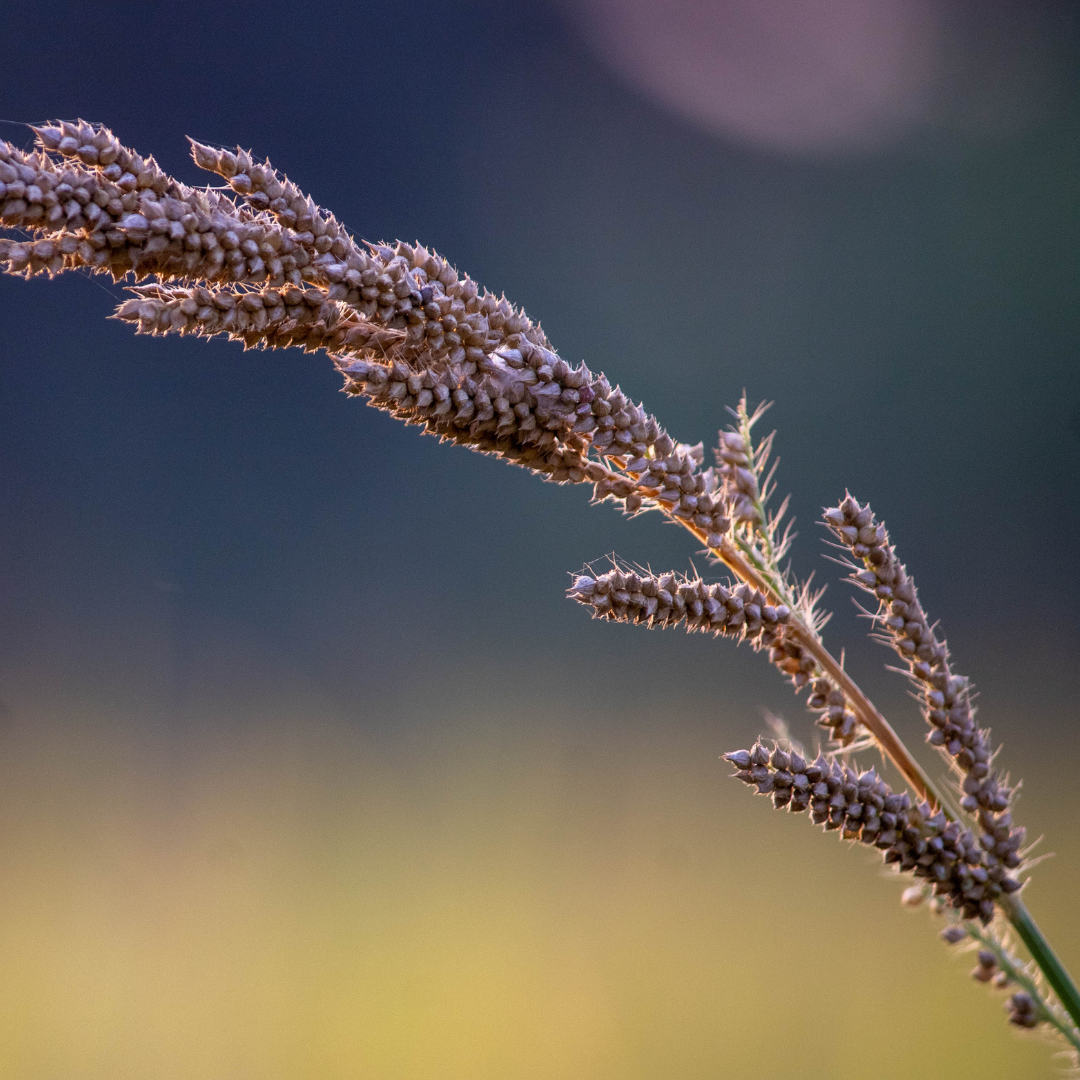 AHL2 Winter Bird Food on Arable and Horticultural Land SFI Seed ...