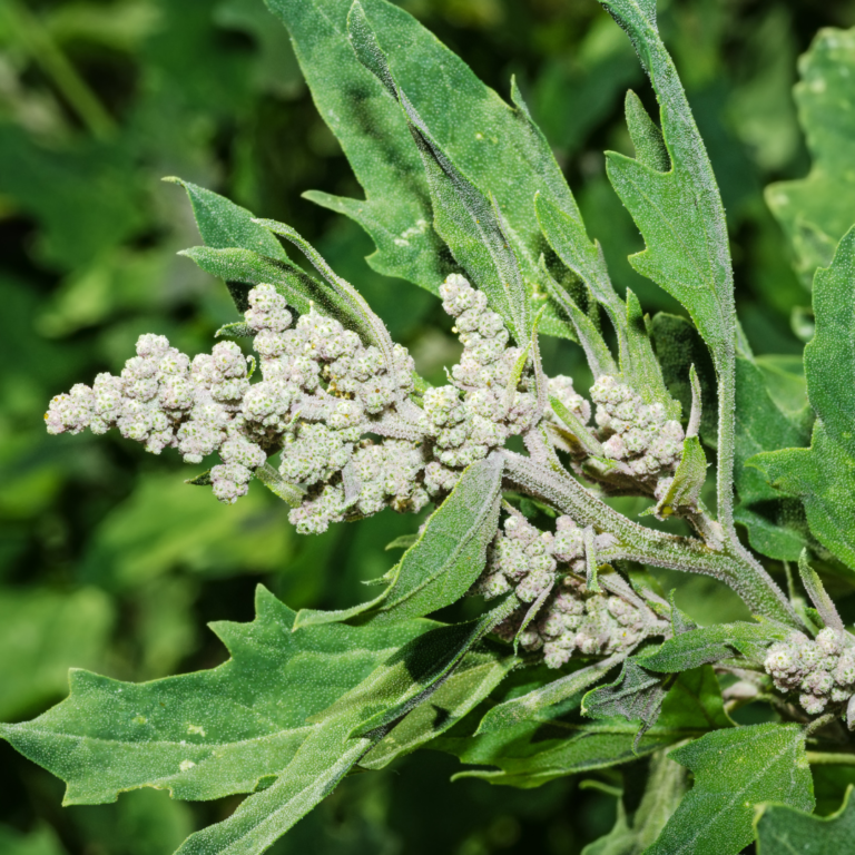 AHL2 Winter Bird Food on Arable and Horticultural Land SFI Seed ...