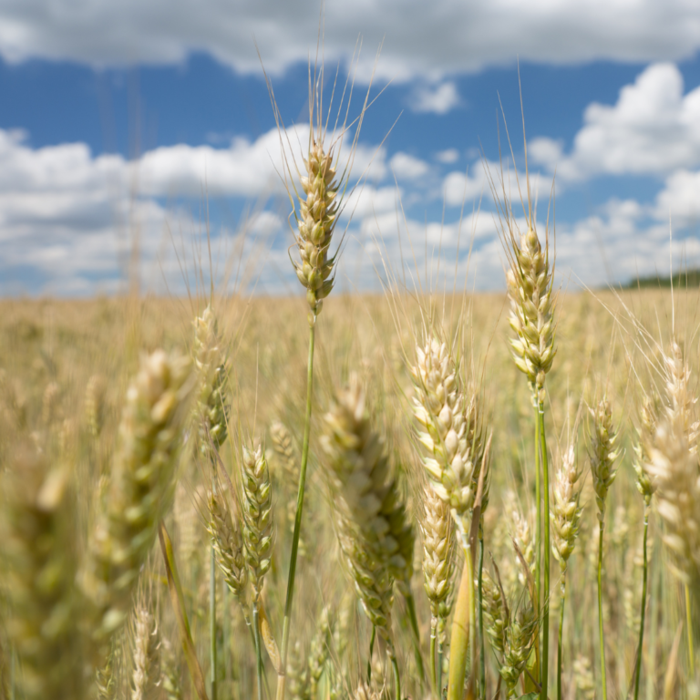 AHL2 Winter Bird Food on Arable and Horticultural Land SFI Seed ...