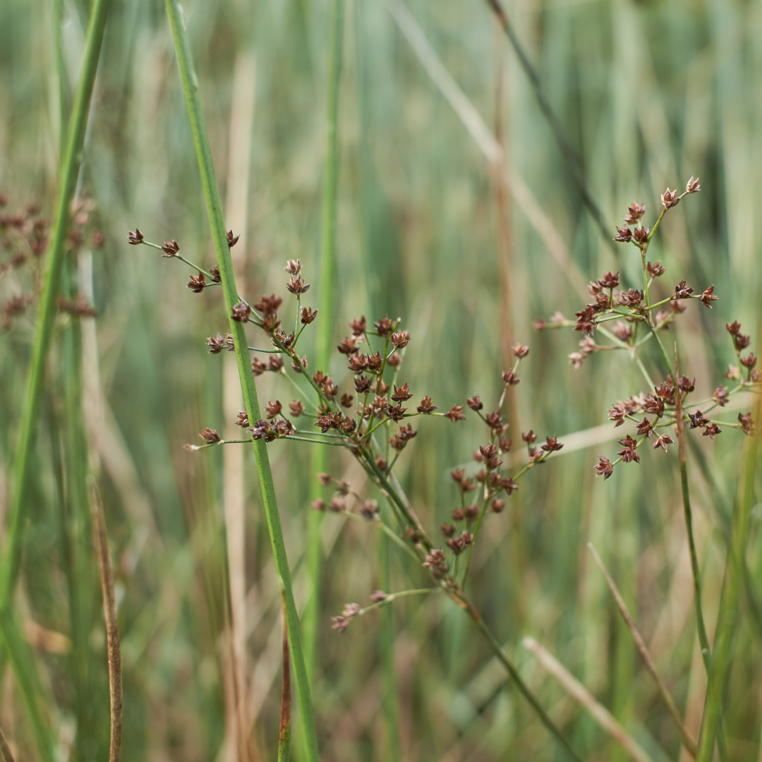 IPM2 Flower Rich Grass Margins SFI Seed Mixtures for – T Denne & Sons