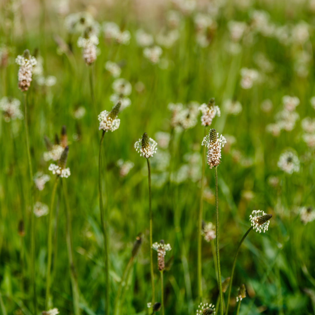 IPM2 Flower Rich Grass Margins SFI Seed Mixtures for – T Denne & Sons