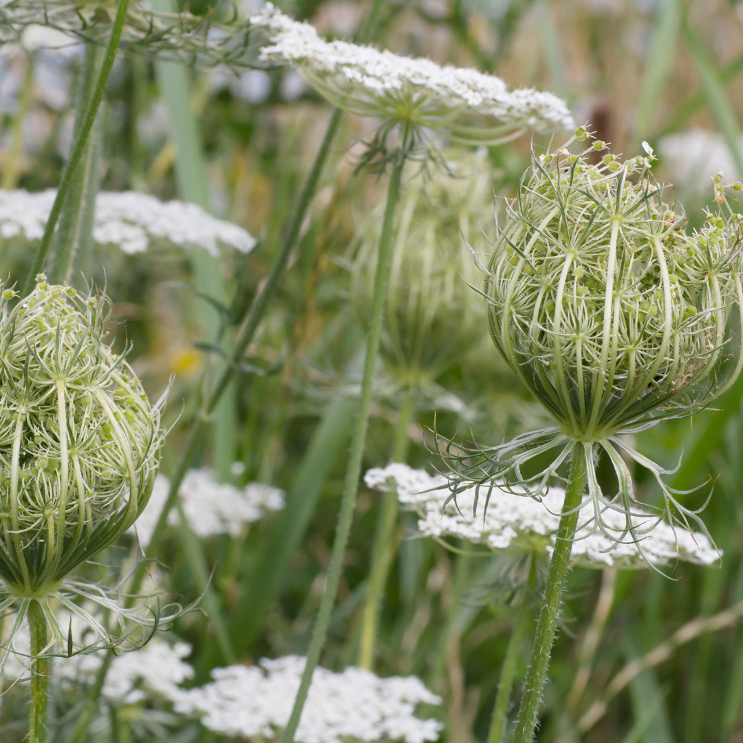 IPM2 Flower Rich Grass Margins SFI Seed Mixtures for – T Denne & Sons