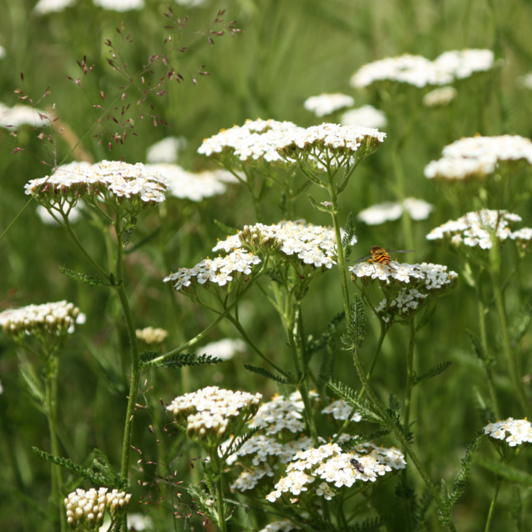 IPM2 Flower Rich Grass Margins SFI Seed Mixtures for – T Denne & Sons