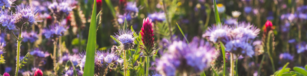 NUM3 Legume Fallow SFI Seed Mixtures – T Denne & Sons