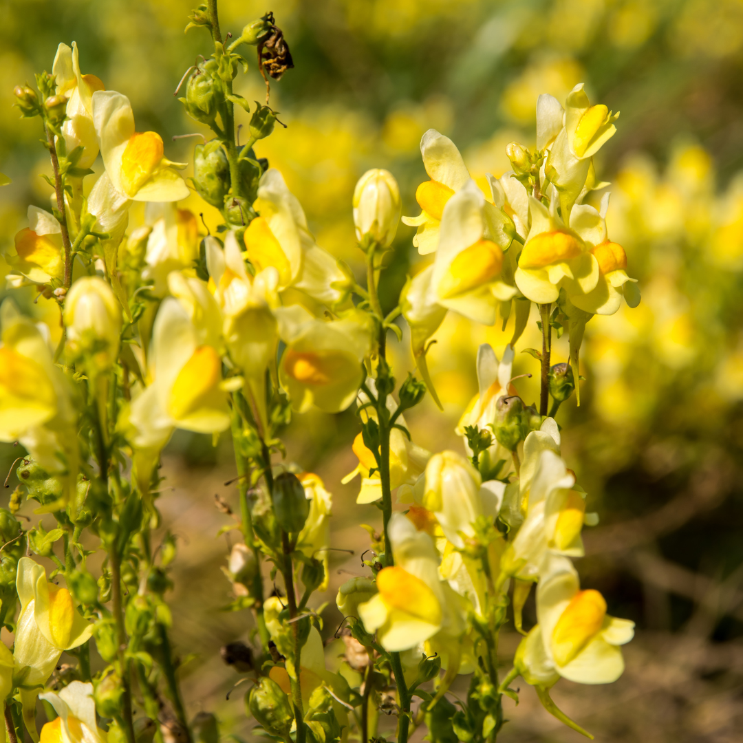 NUM3 Legume Fallow SFI Seed Mixtures – T Denne & Sons