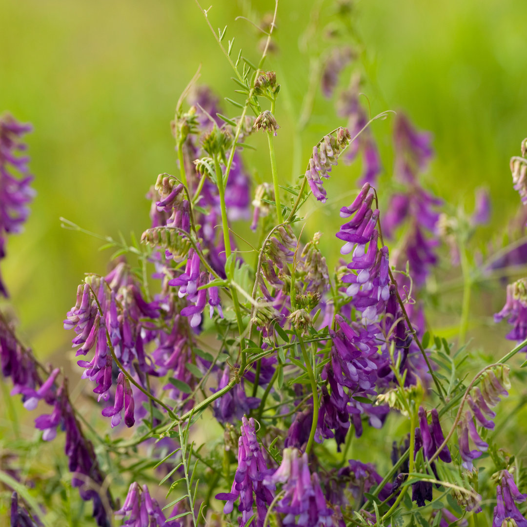 NUM3 Legume Fallow SFI Seed Mixtures – T Denne & Sons