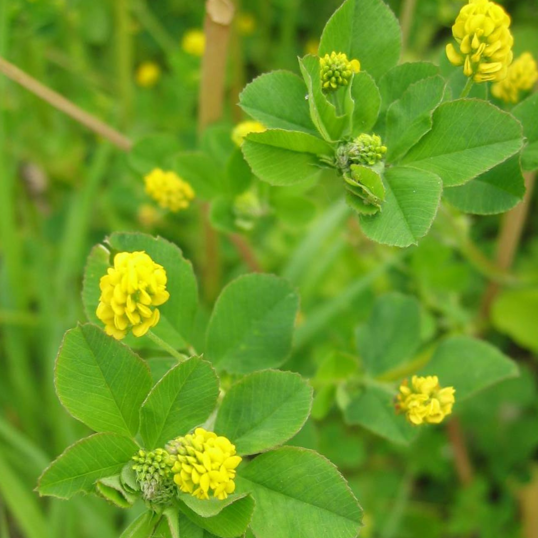 NUM3 Legume Fallow SFI Seed Mixtures – T Denne & Sons